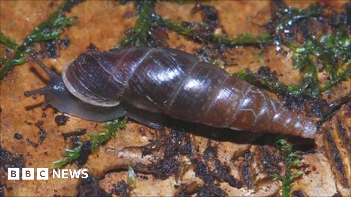 Rare snail found after 110 years in Fife - BBC News