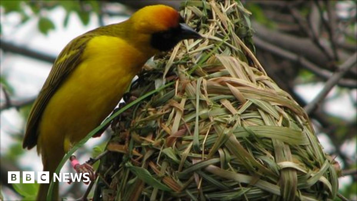 New study says birds learn how to build nests - BBC News