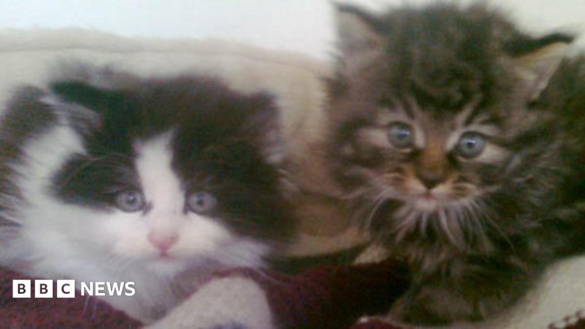 Kittens dumped in Inverness bin and others near lay-by - BBC News