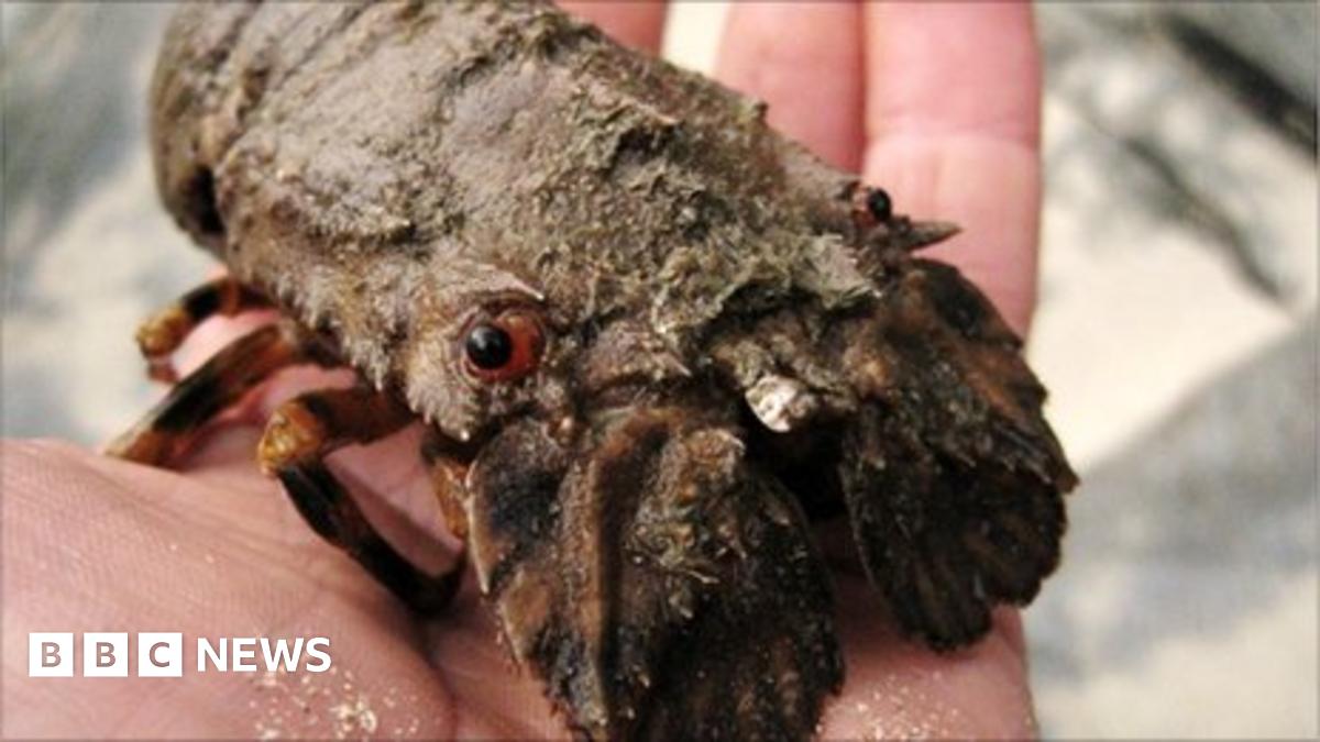 Cornish fisherman finds rare slipper lobster - BBC News
