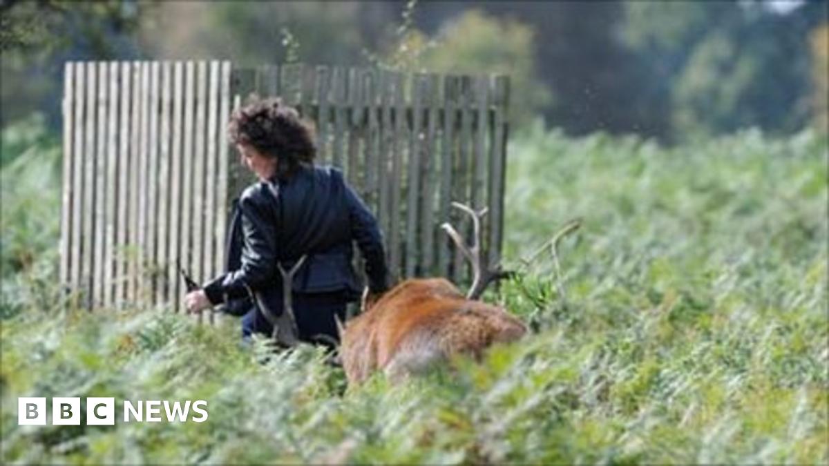 Bushy Park rutting stag attack caught on camera - BBC News