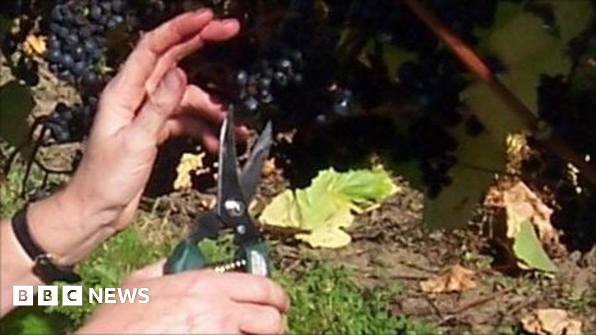 Wine growers predict a good year for English wine - BBC News