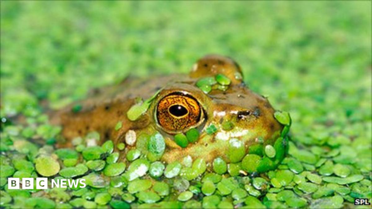 Climate swings increase extinction risk - BBC News