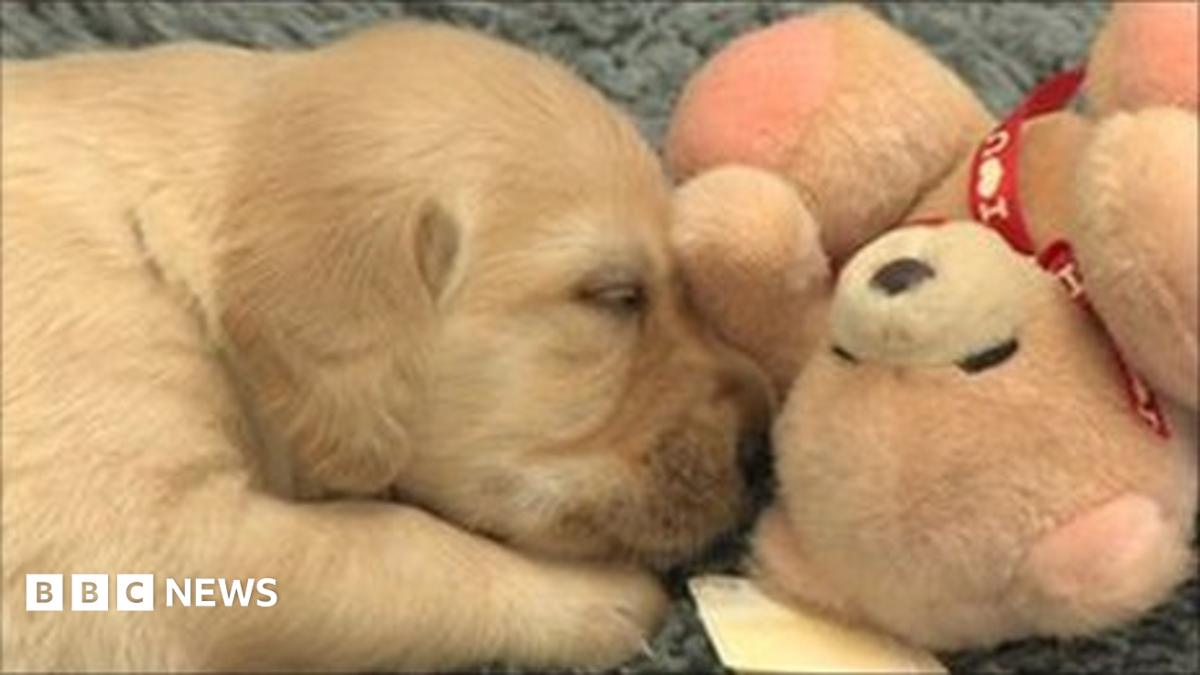New Guide Dogs breeding centre to produce 1,500 puppies - BBC News
