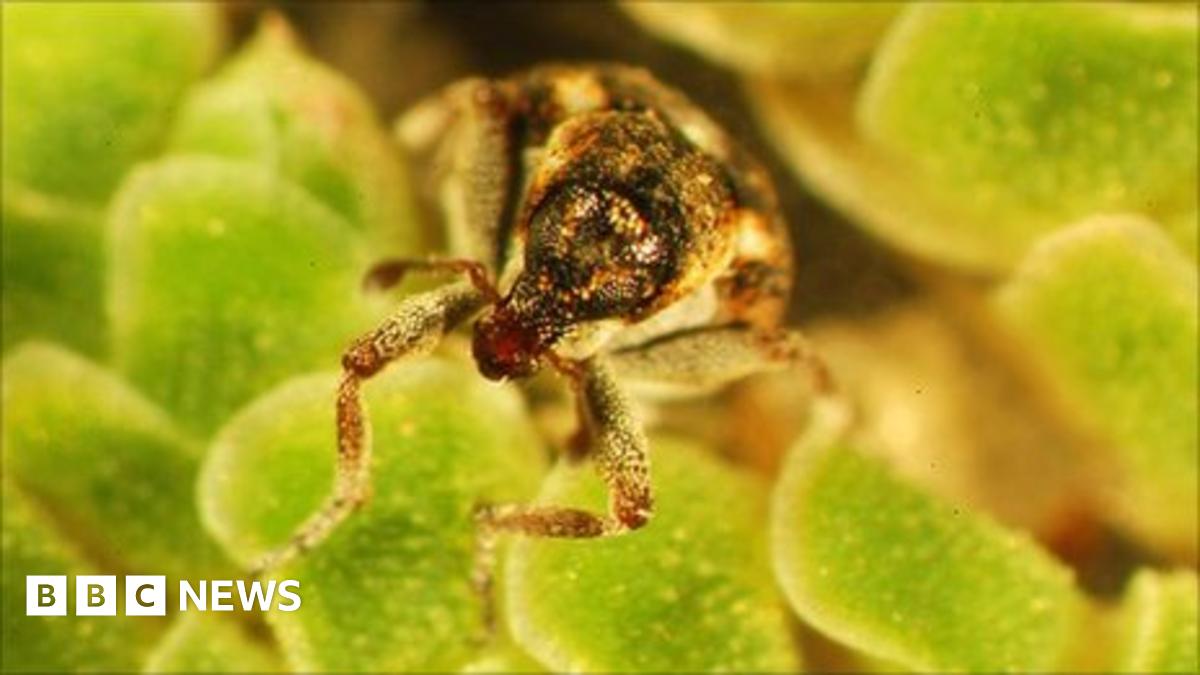 Weevils tackle invasive water fern on the River Till - BBC News