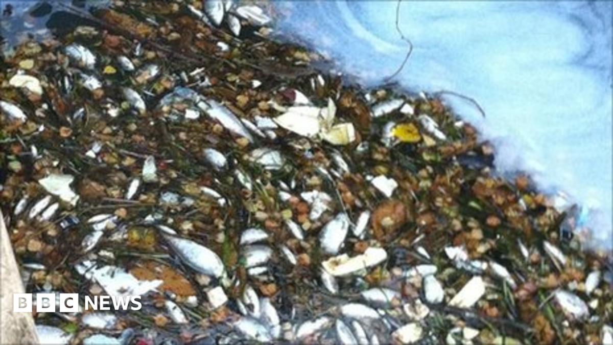 Bilston fire: Bid to rescue polluted canal fish - BBC News