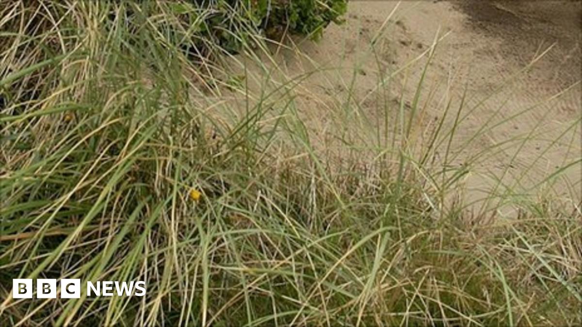 Sandhaven dunes get grass plants for protection - BBC News