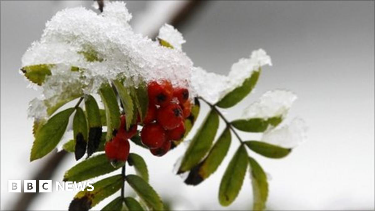 Ultraviolet light shone on cold winter conundrum - BBC News
