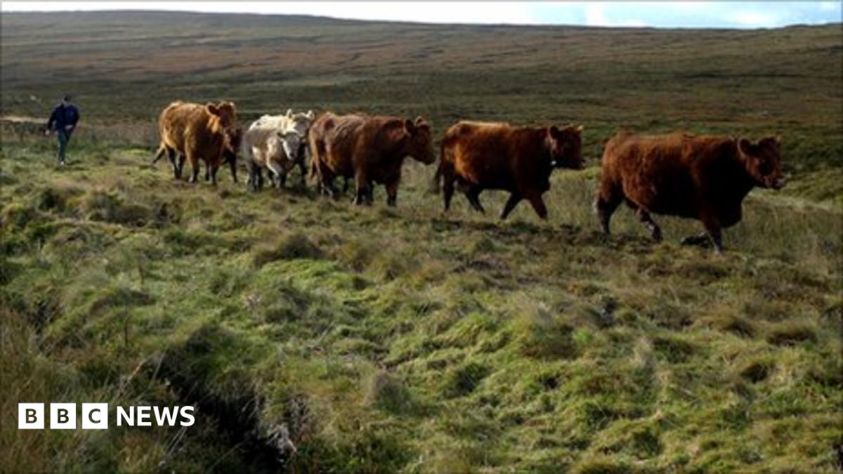 Cattle tracked with GPS for RSPB Orkney project - BBC News