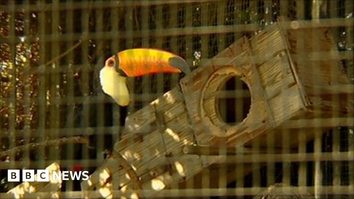 Leeds Castle to shut its aviary to save £200,000 - BBC News