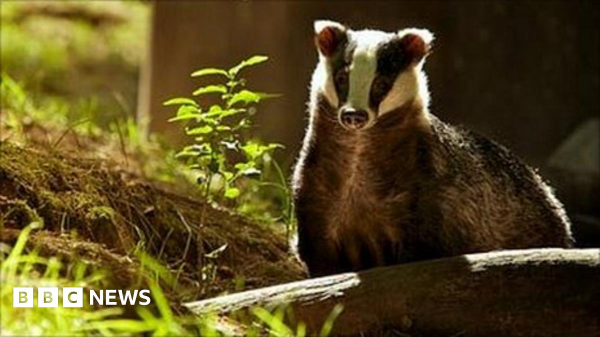 Badger vaccine project generates 'delight' - BBC News