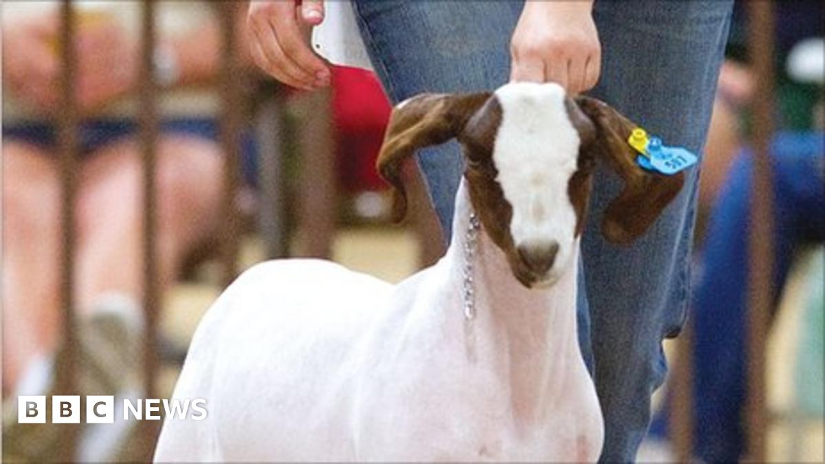 Prize-winning Colorado goat in doping row - BBC News