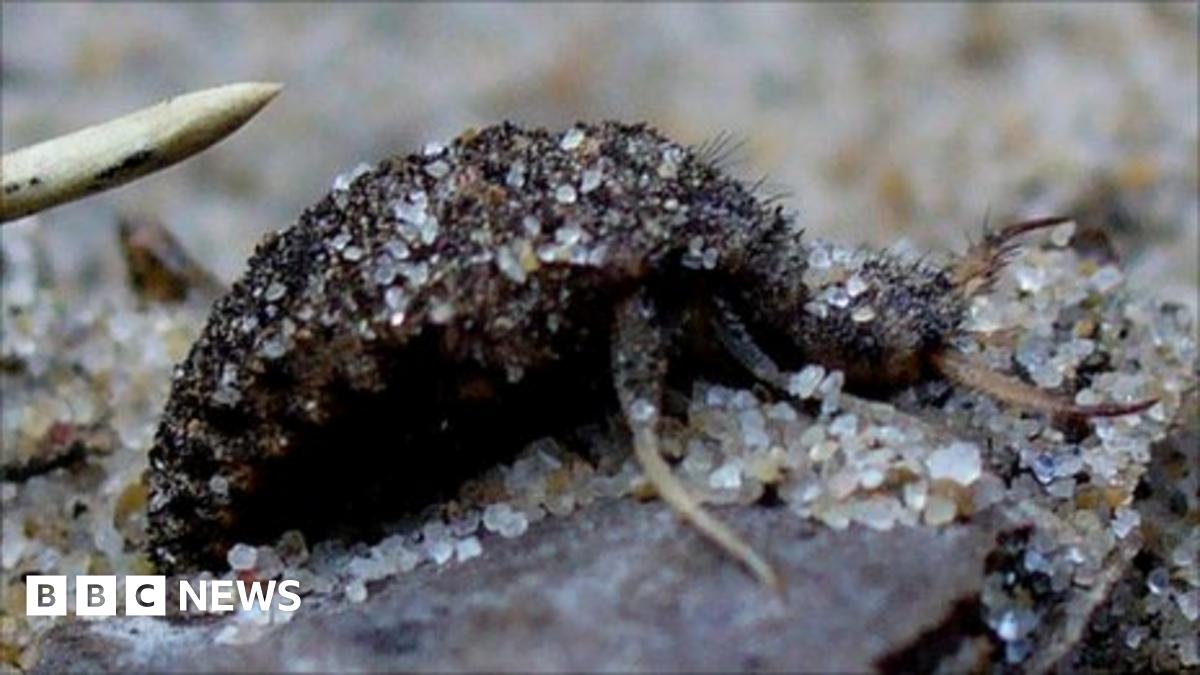 Antlion larvae colony thriving at Norfolk reserve - BBC News