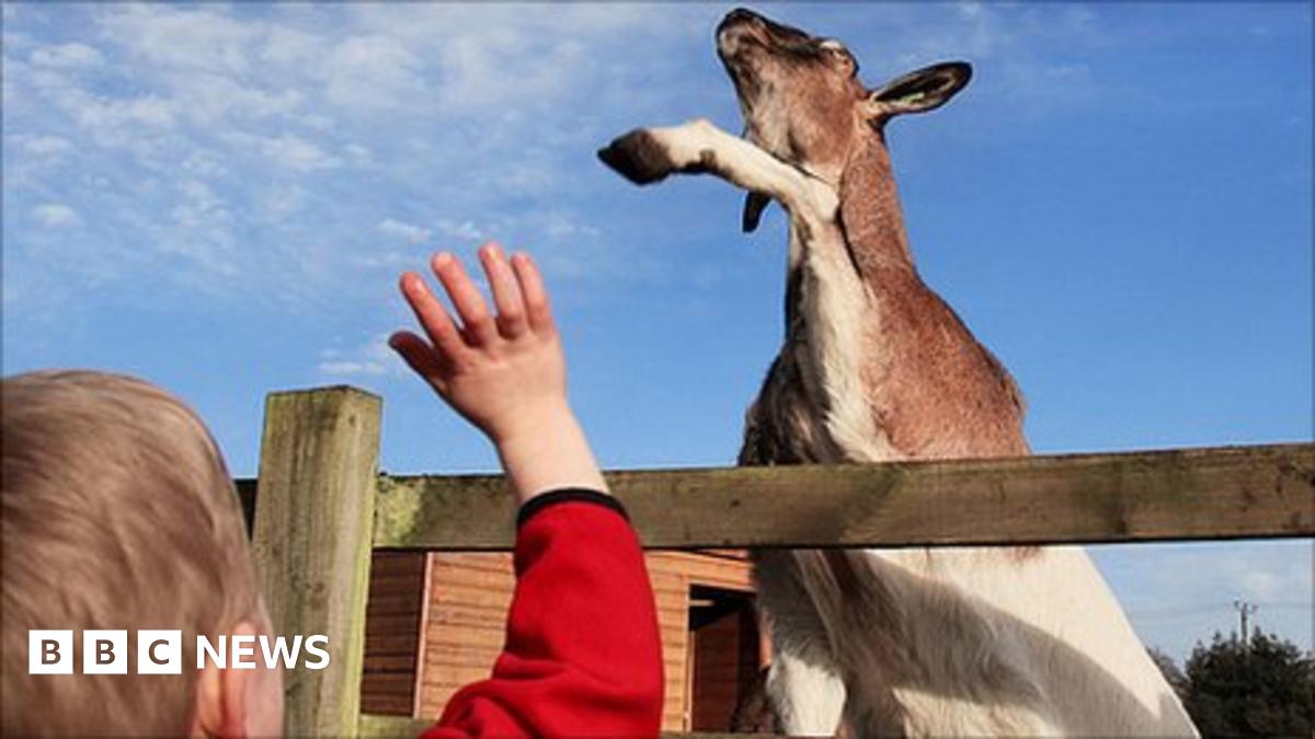 'Waving' goat Darren dies at White Post Farm - BBC News