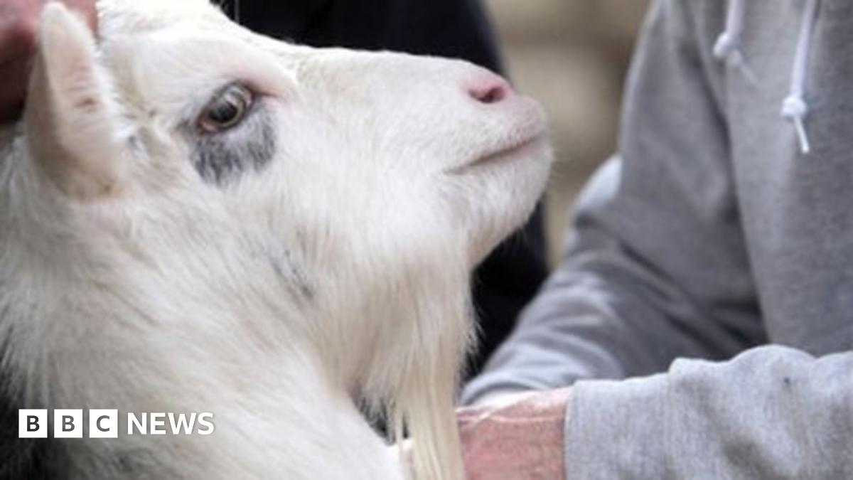 GPS being used to track a herd of wild goats in Northumberland - BBC News