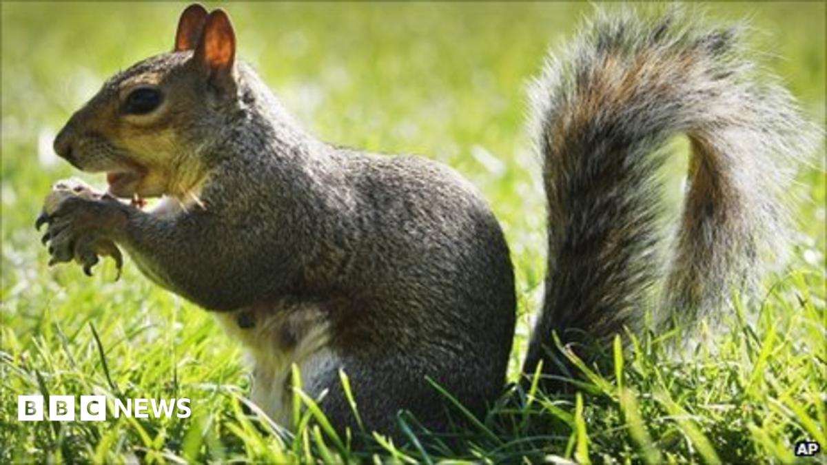 Cornwall squirrel cull sparks food interest - BBC News