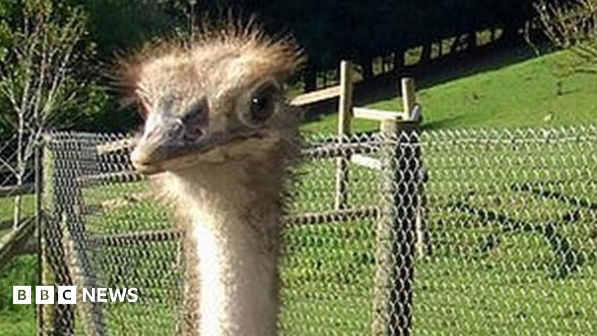 Rare ostriches to start breeding programme at Devon zoo - BBC News