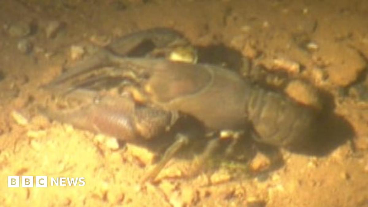 Ensor's Pool, Nuneaton, 'ark' for threatened crayfish - BBC News