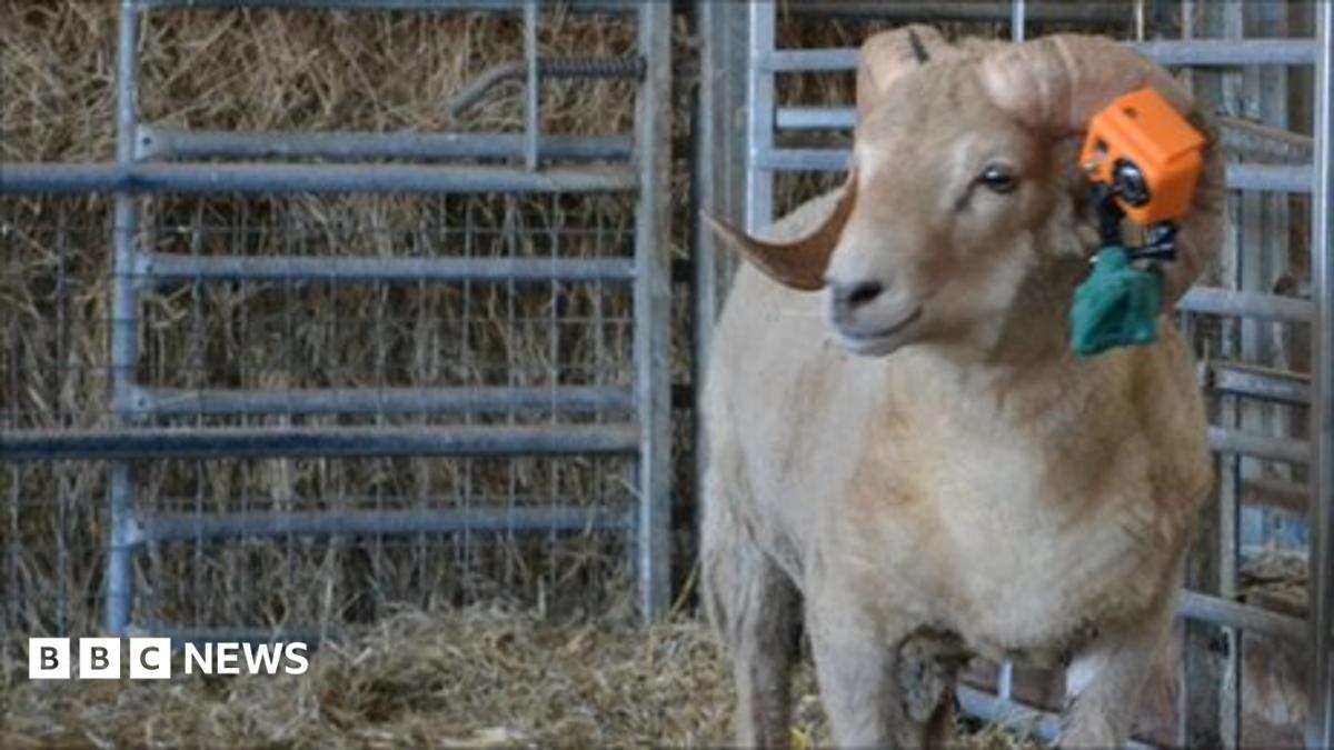 Webcam fitted to ram reveals sheep mating habits - BBC News