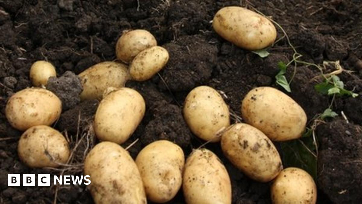 Cambridgeshire drought hampers potato and sugar beet harvest - BBC News