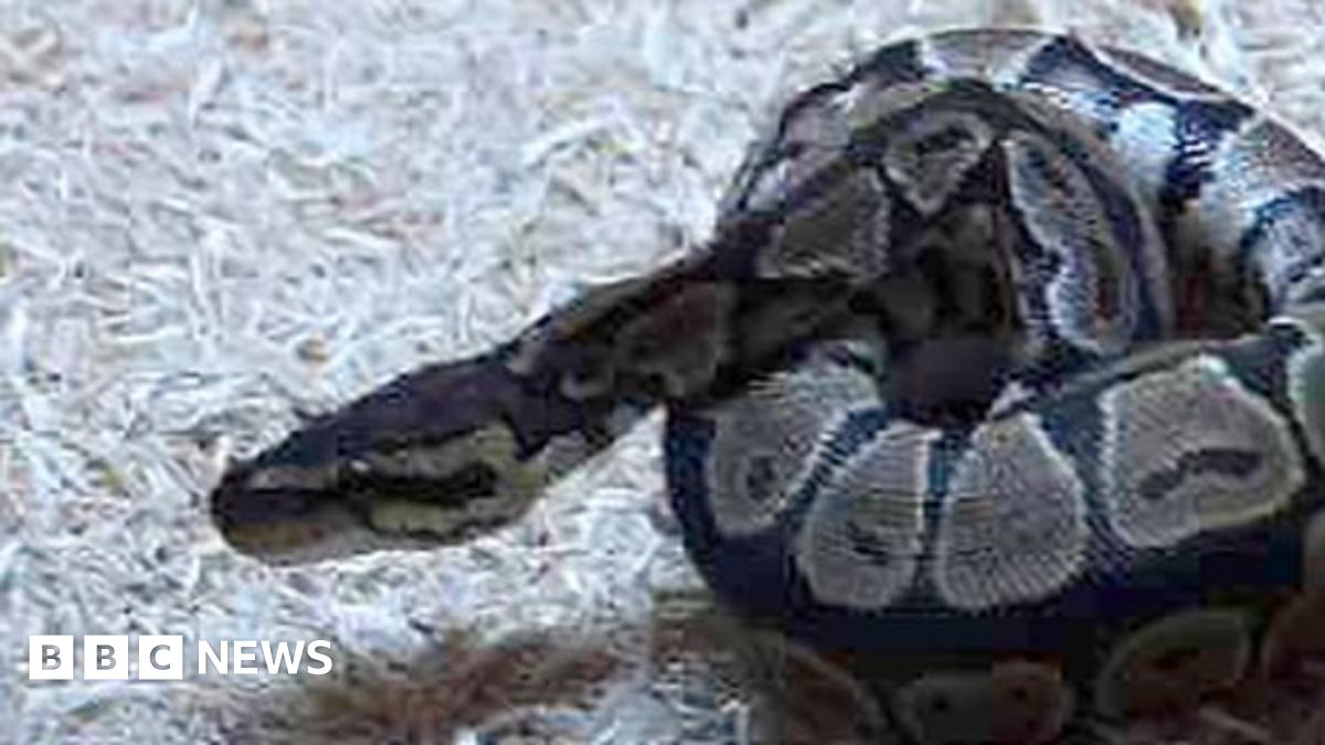 Escaped snake: Hunt for Rosie who could be in Essex tree - BBC News