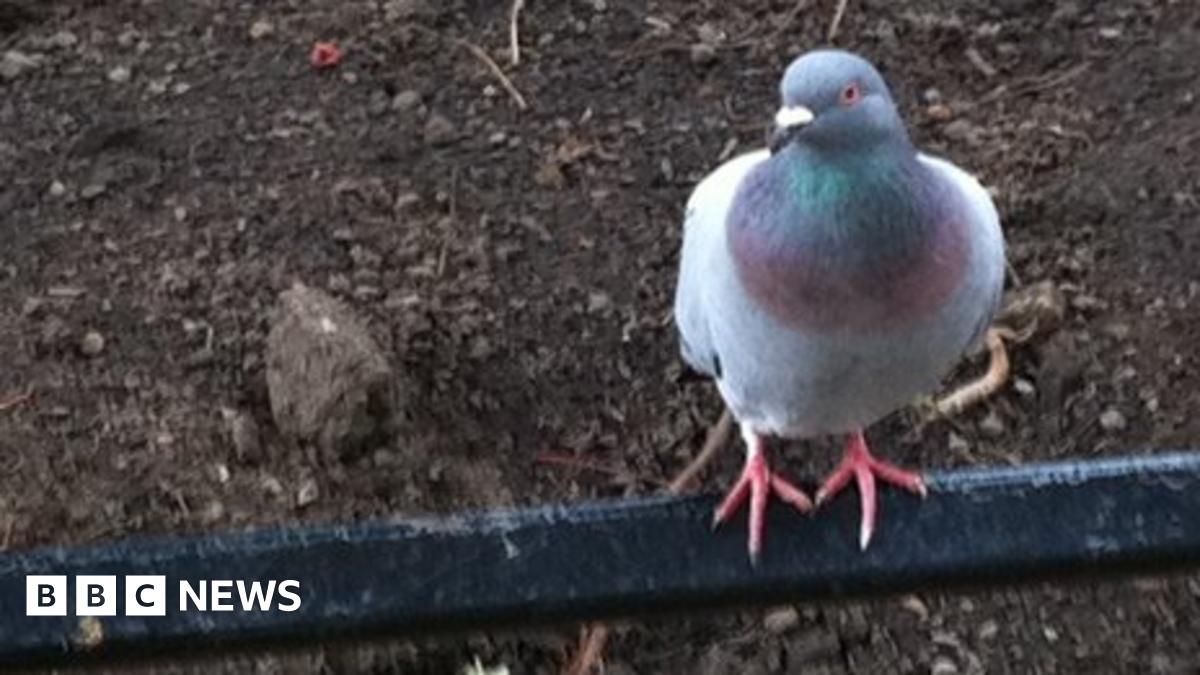 Morley Town Council agrees pigeon cull - BBC News