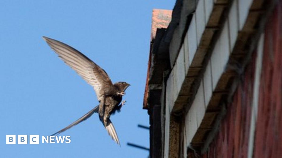 Birdsong CD protects 'largest' East Anglia swift colony - BBC News