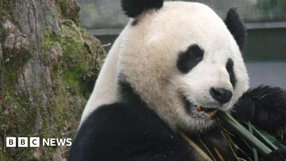 Slime helps Edinburgh zoo panda recover from colic - BBC News