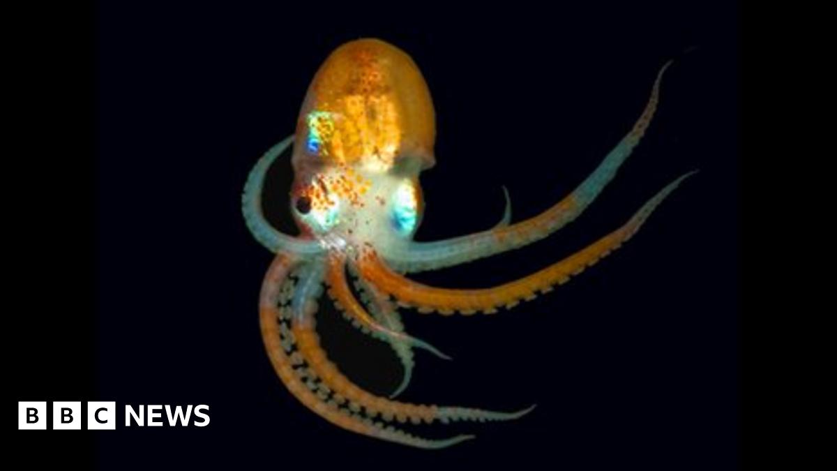 Second mission to scale deep mountains announced - BBC News