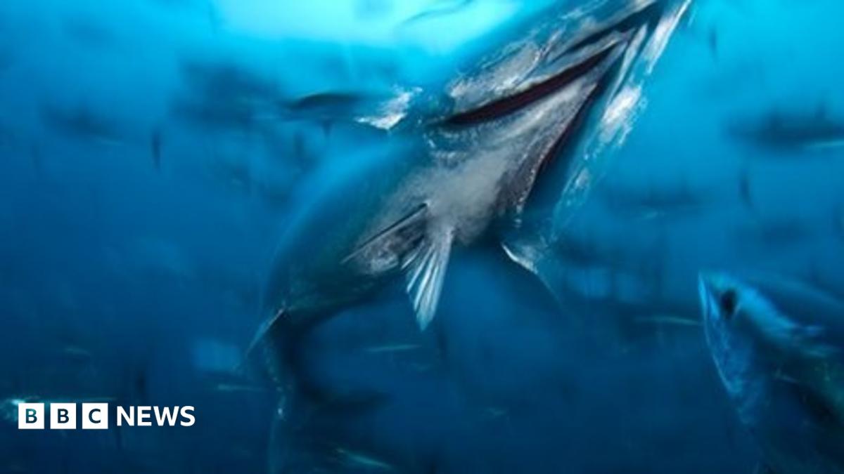 Tuna fished 'illegally' during Libya conflict - BBC News