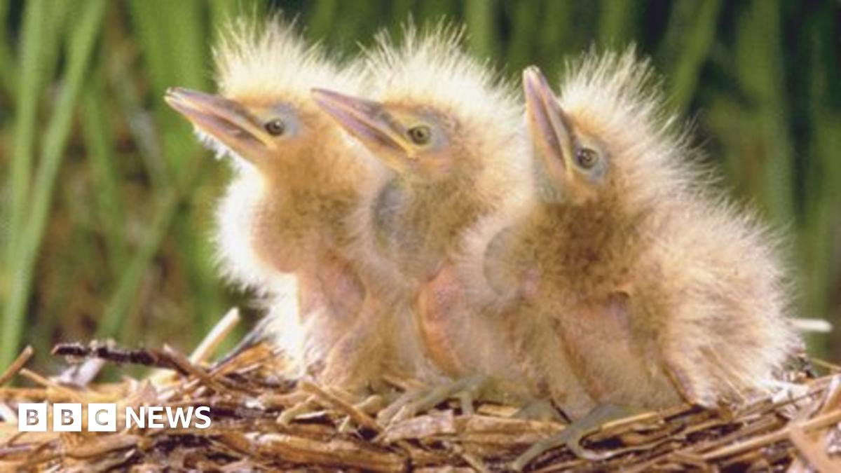 How can adults endure living with their parents? - BBC News