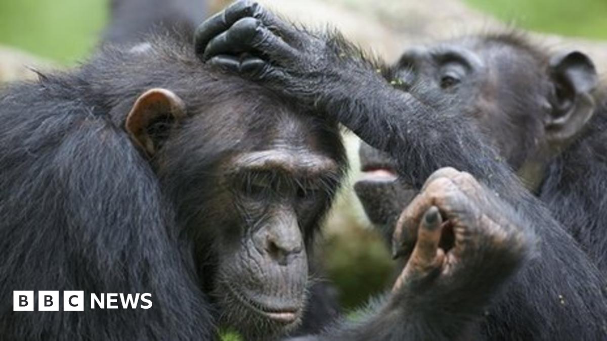 Primates leapt to social living - BBC News