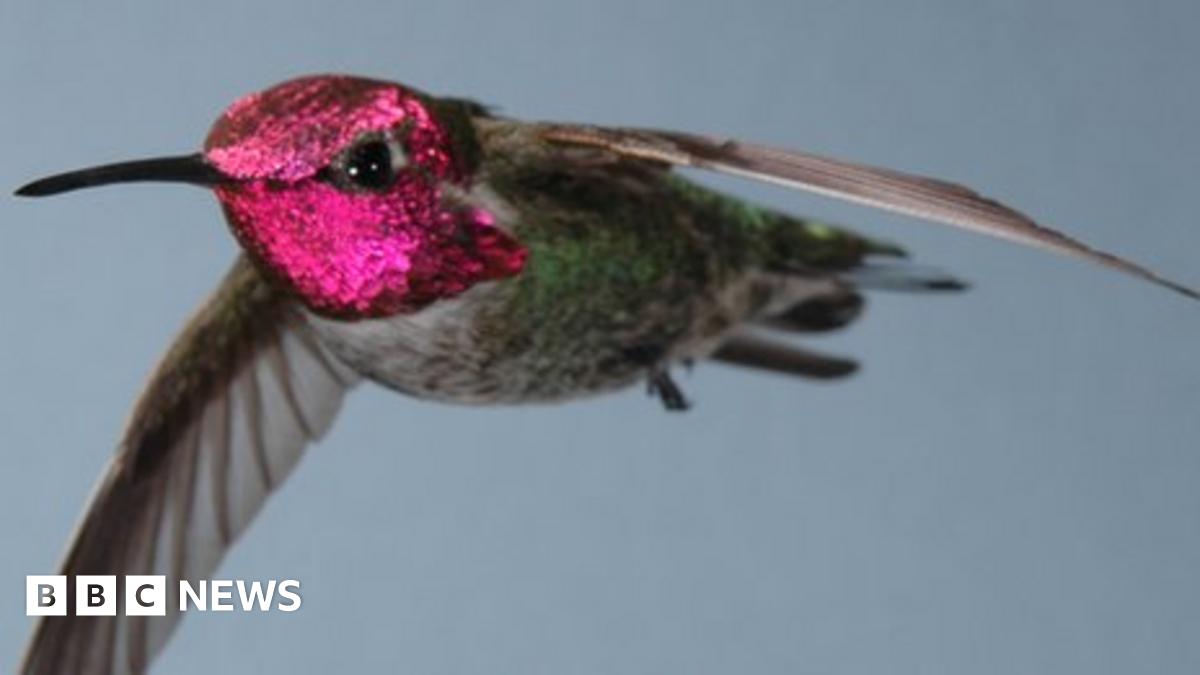 Hummingbirds shake their heads to deal with rain - BBC News