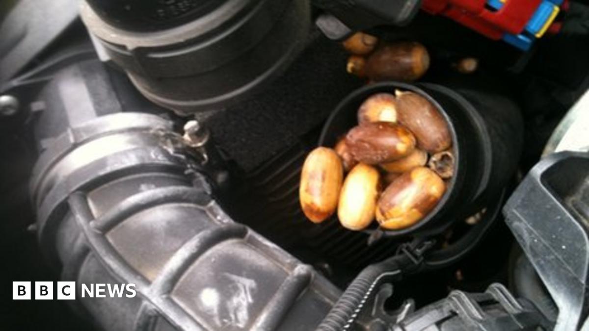 Squirrel's acorn stash causes car breakdown at farm - BBC News