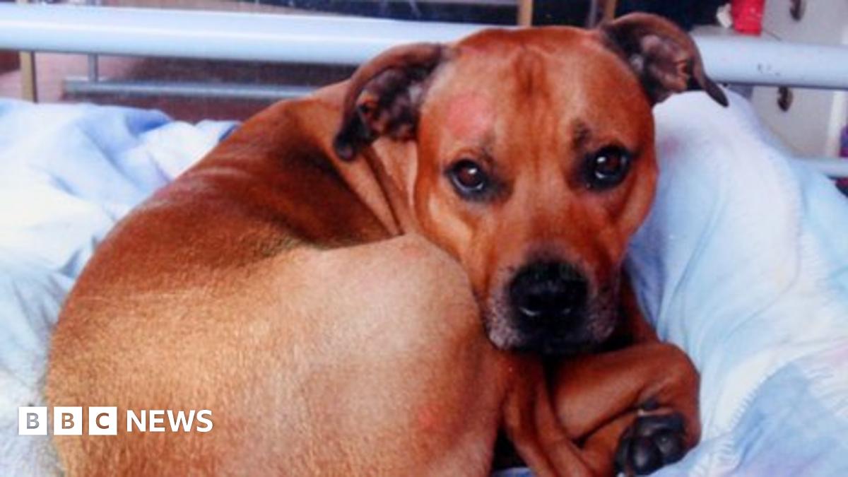 Dog to be put down for attacking cat - BBC News