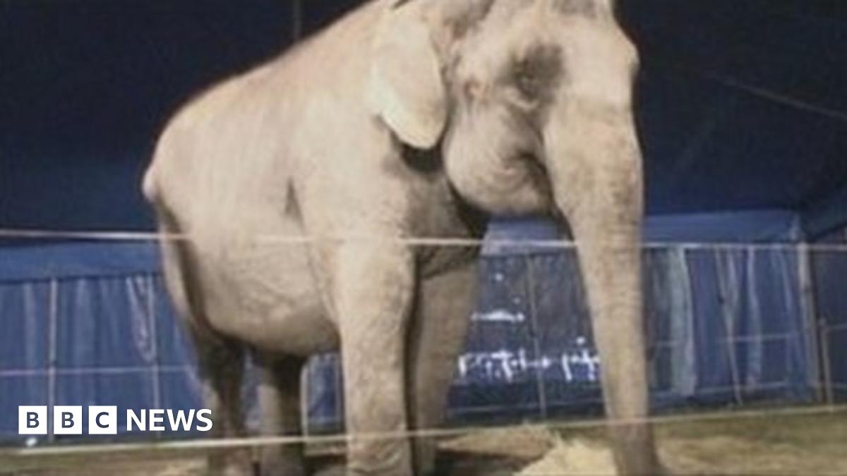 Elephant cruelty case: Bobby Roberts' Circus owners charged - BBC News