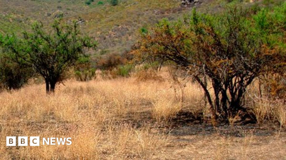 Human-induced fires sow the seeds of the future - BBC News