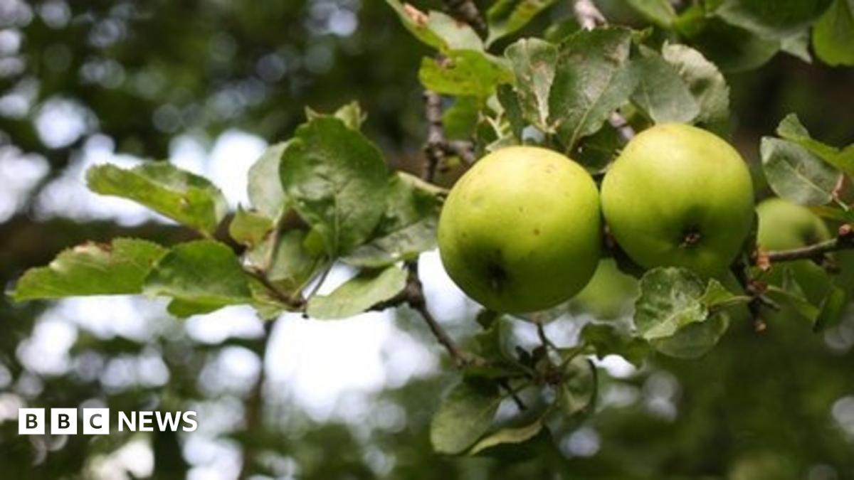 Fruit trees planted for Berkshire orchard scheme - BBC News