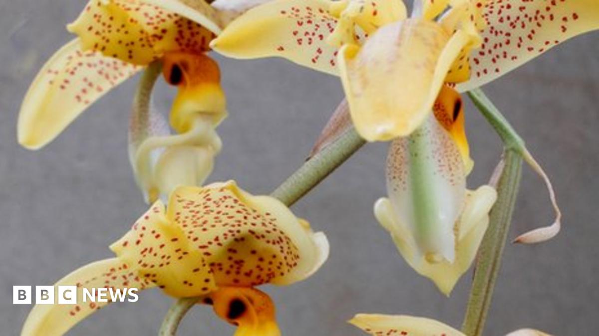 Rare orchid stanhopea blooms at Treborth Botanic Garden - BBC News