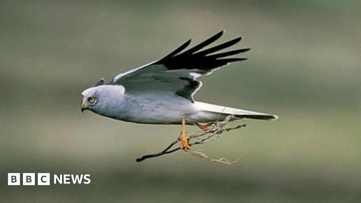 Skydancer project hopes to help save hen harriers - BBC News