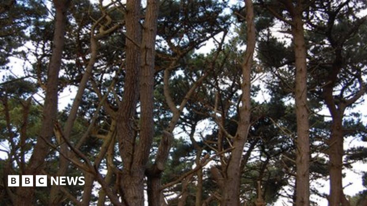 Hundreds of trees to be planted in Guernsey - BBC News