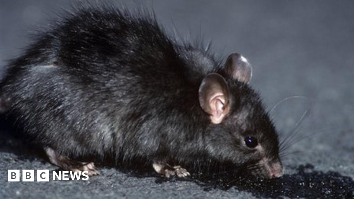 Alien rats take on prey's role - BBC News