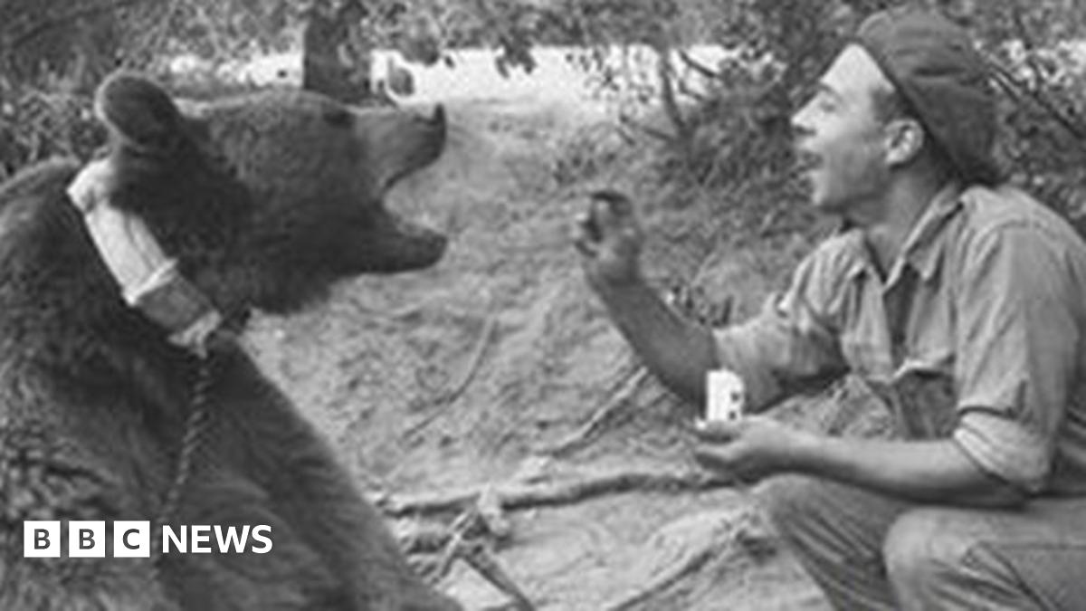 Story of Poland's 'soldier bear' Wojtek turned into film - BBC News