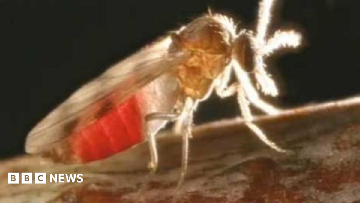Midge bites in November 'unusual' - BBC News