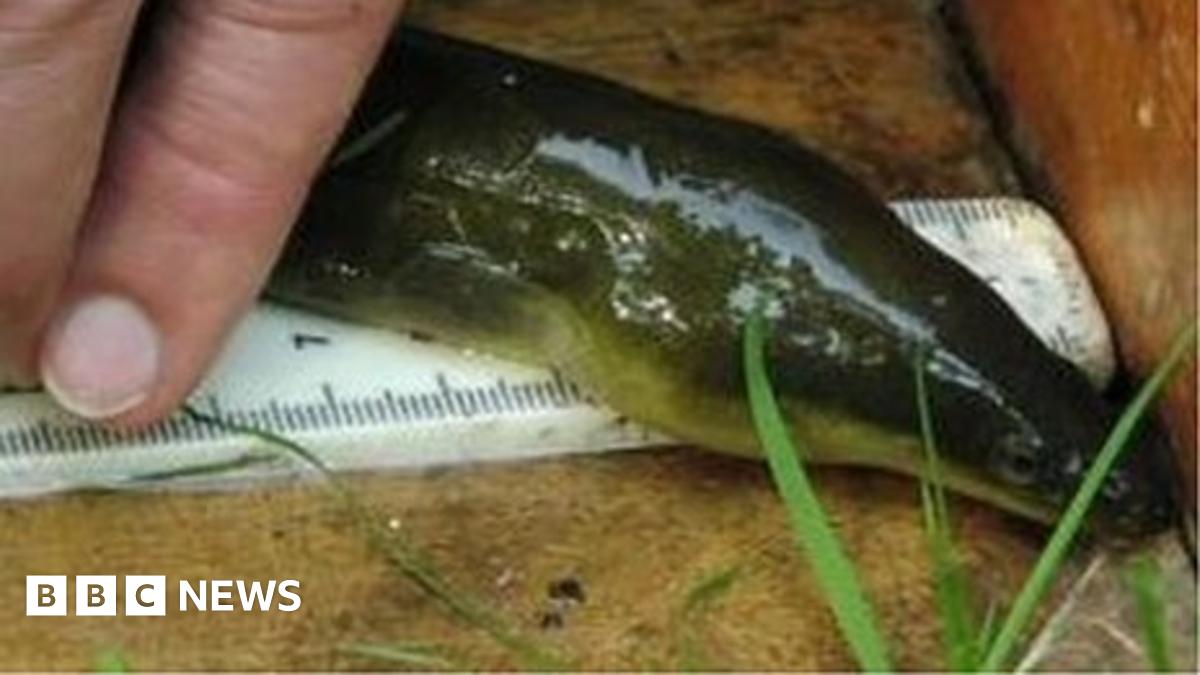 Moves to help boost eel numbers - BBC News