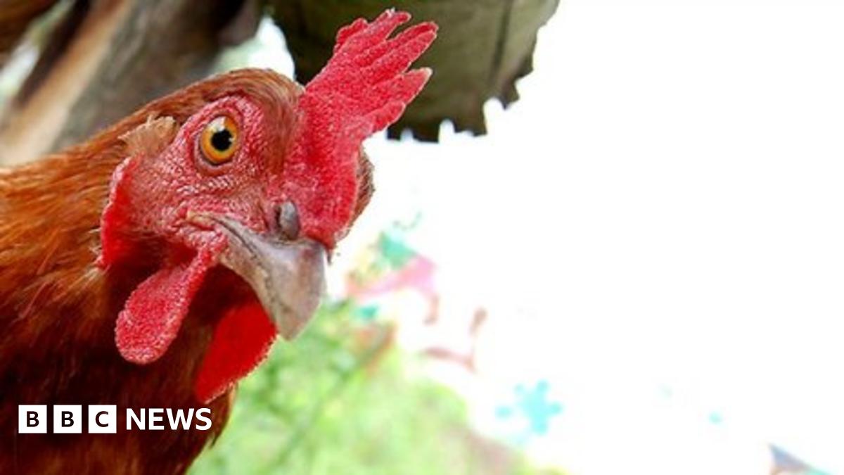Chicken virus study sheds light on human cancers - BBC News