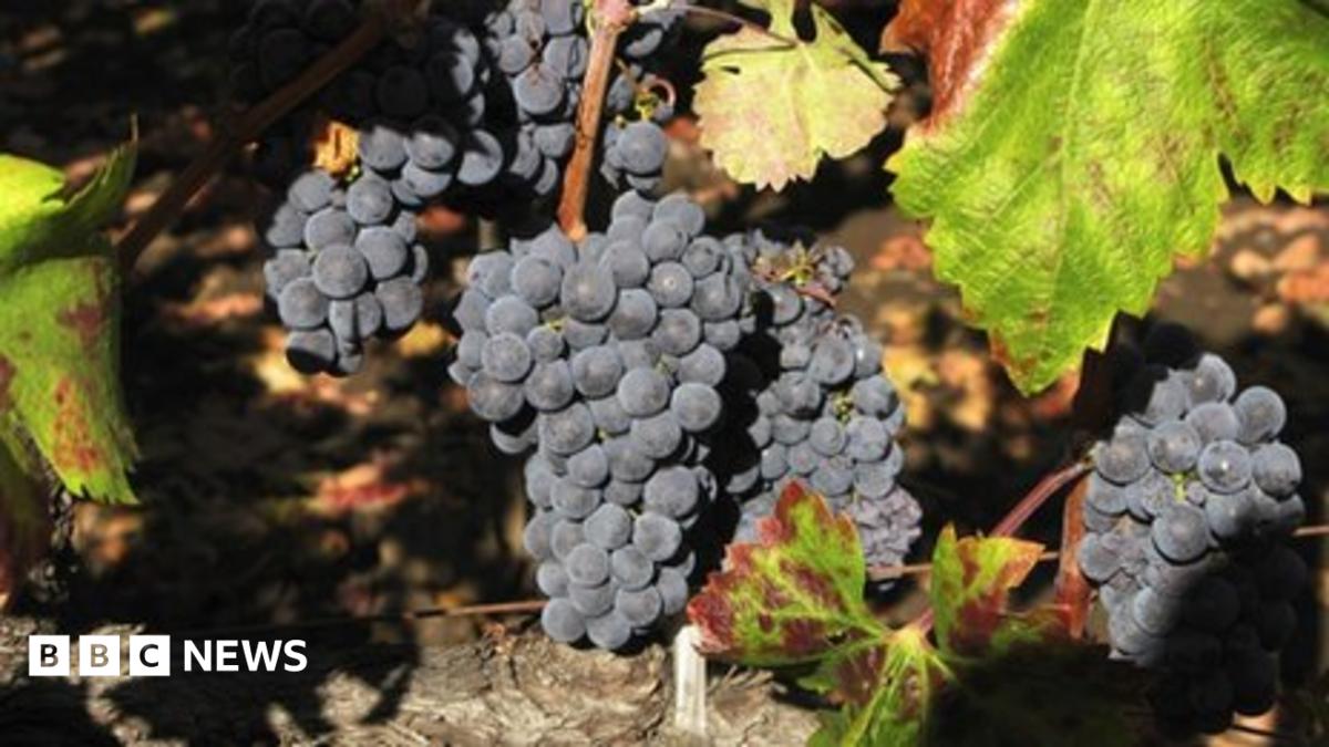 Brazilian wine looks to put fizz into the World Cup - BBC News