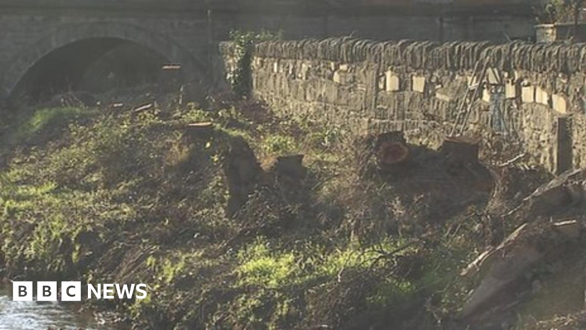 Tree felling suspended at Water of Leith in Edinburgh - BBC News