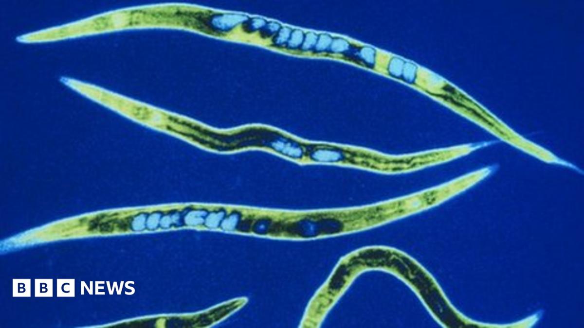 Liquid-living worms survive space - BBC News