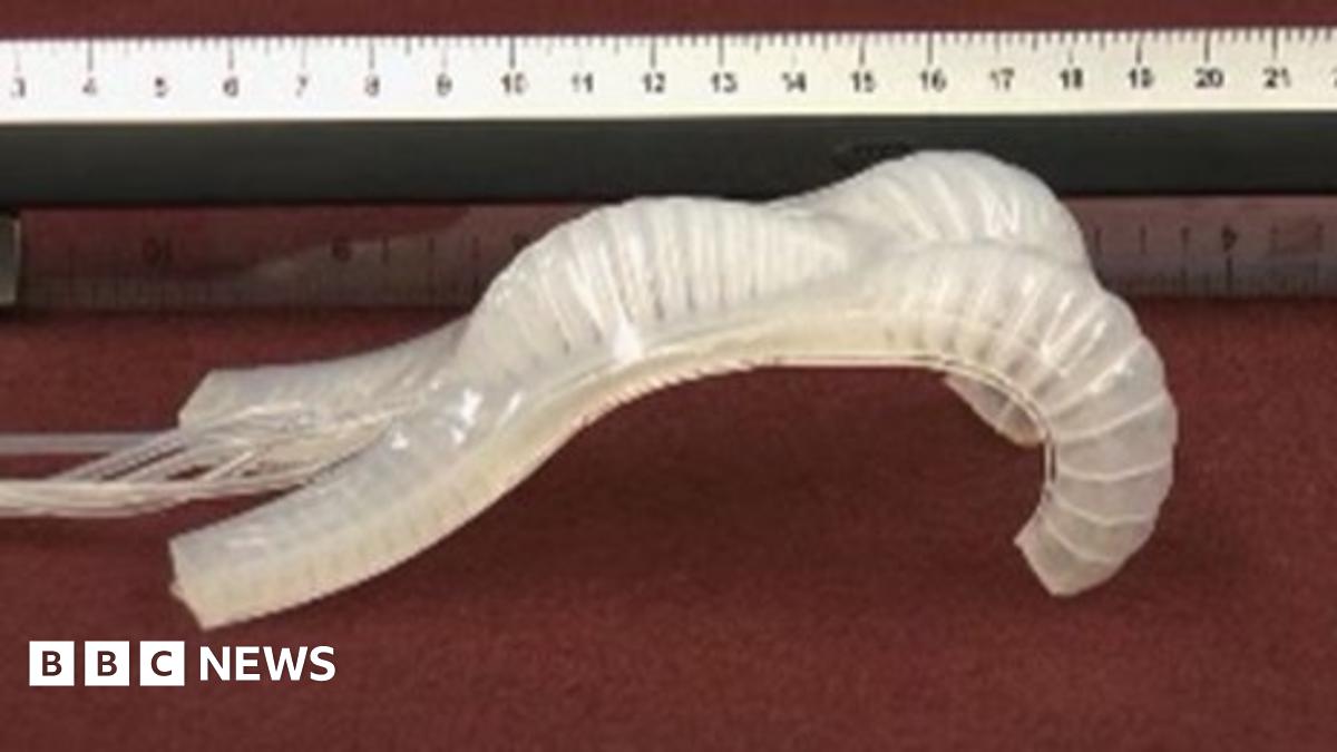 Starfish-inspired 'soft' robot squeezes under obstacles - BBC News